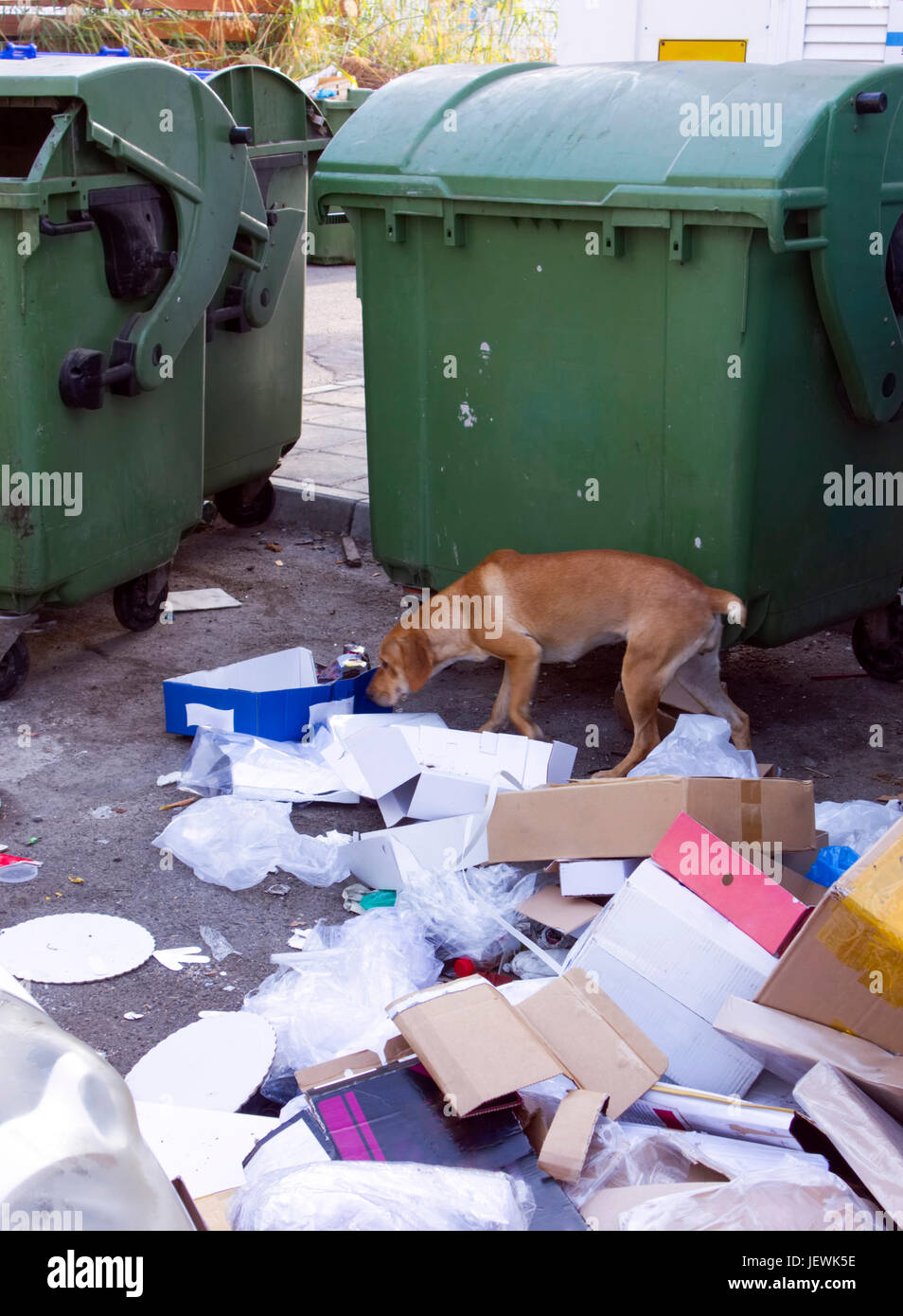 Stray dog garbage hi-res stock photography and images - Alamy