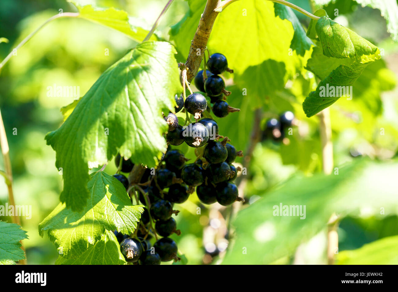 Grapes of black currant on a bush on a sunny day Stock Photo - Alamy