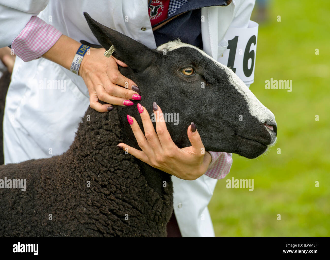Close up of a Zwartbles sheep in the judging ring at the Royal Highland ...