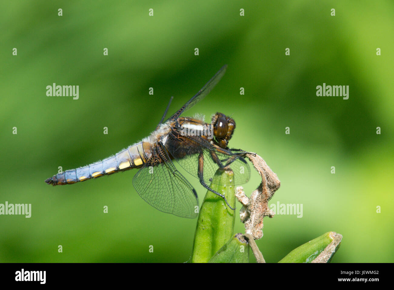 Male dragonfly, Broad-bodied chaser, Libellula depressa, perching ...