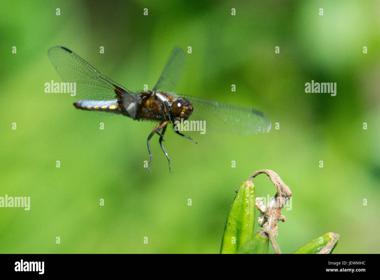 Male dragonfly, Broad-bodied chaser, Libellula depressa, caught in ...