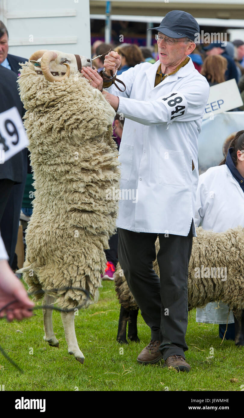 Sheep judging at the Royal Highland Show, Ingliston, Edinburgh Stock ...