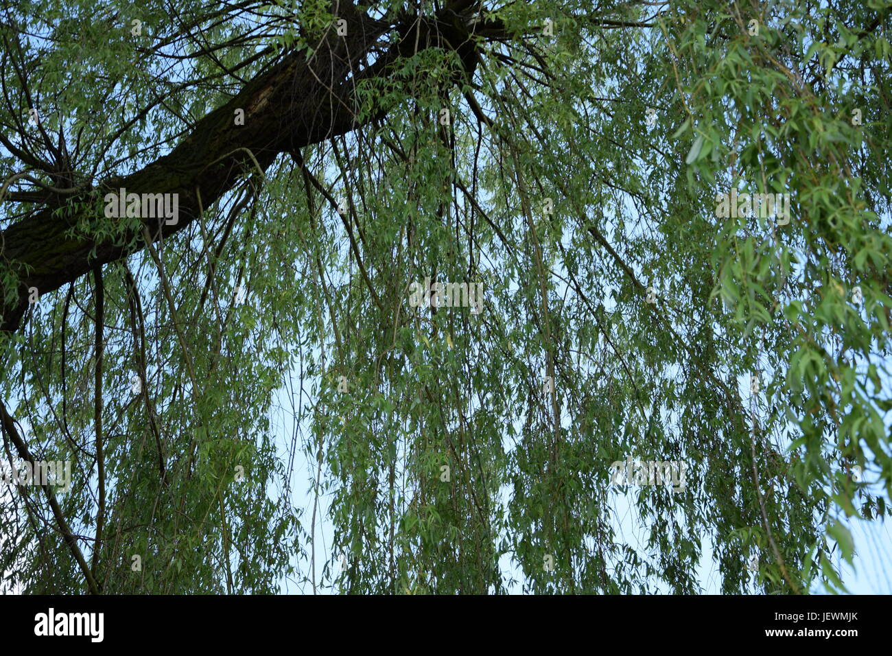Weeping willow tree hi-res stock photography and images - Alamy