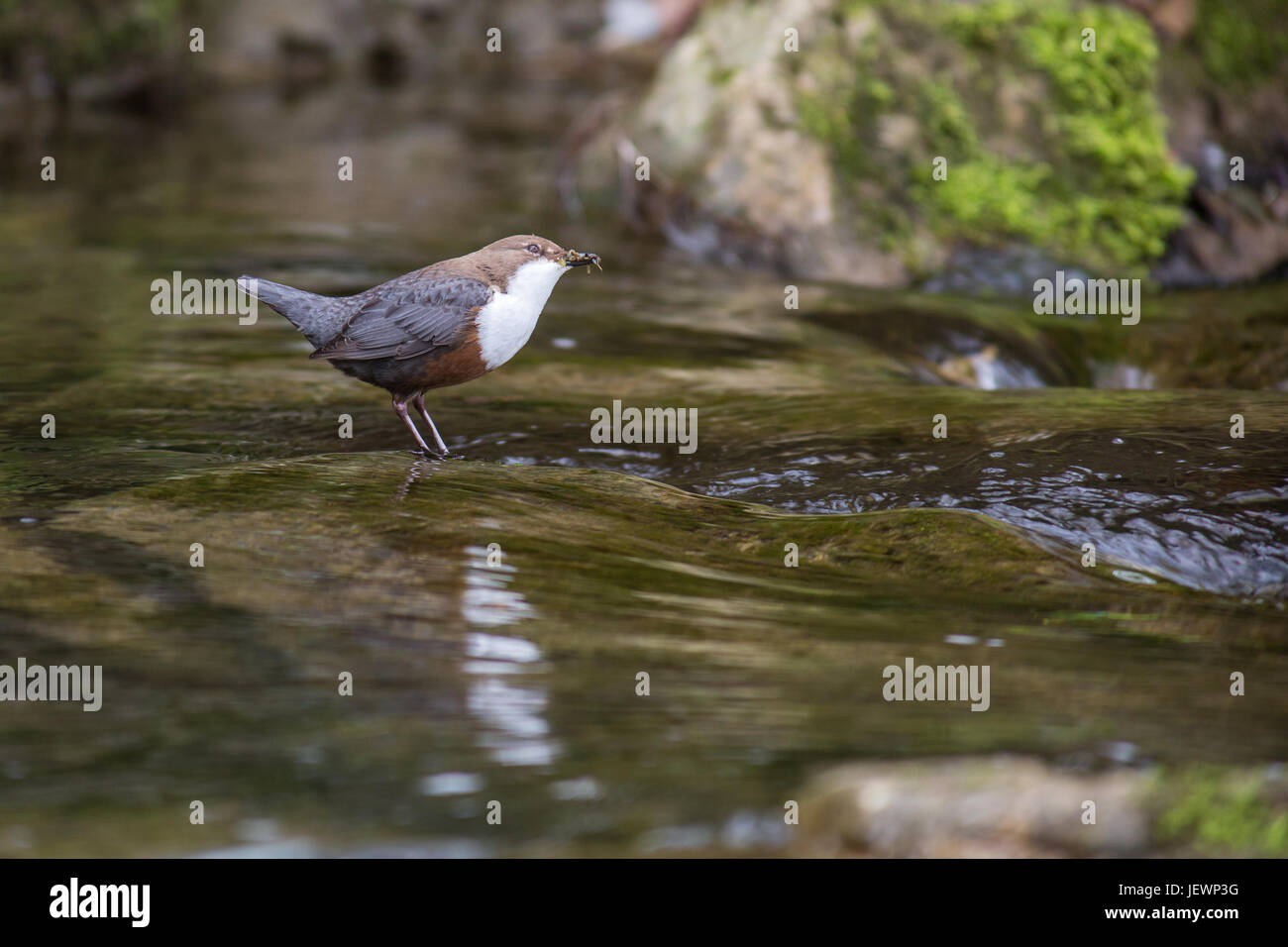 Dipper fauna hi-res stock photography and images - Alamy