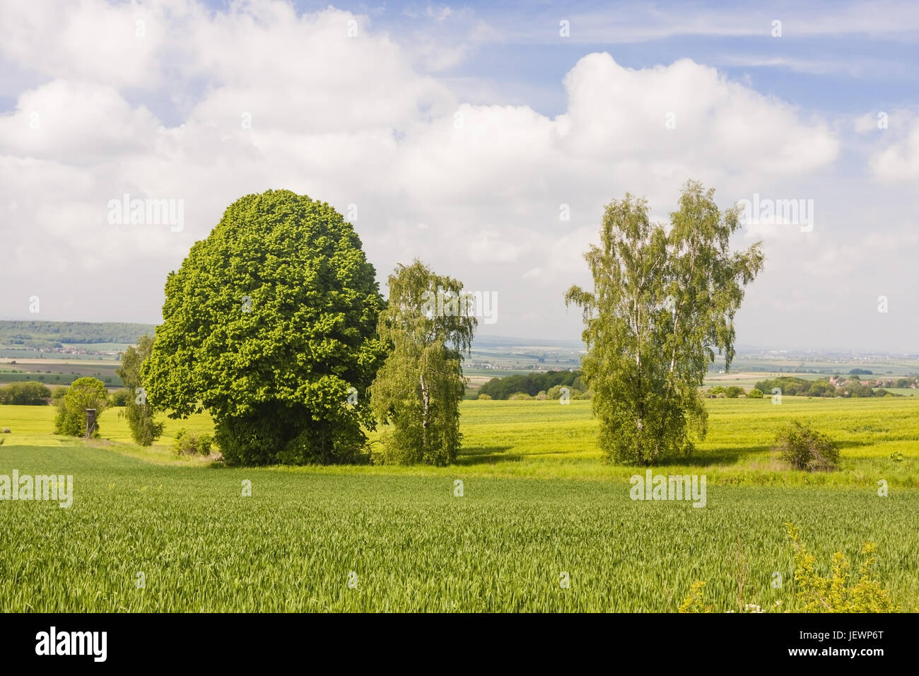 Elm grass hi-res stock photography and images - Alamy