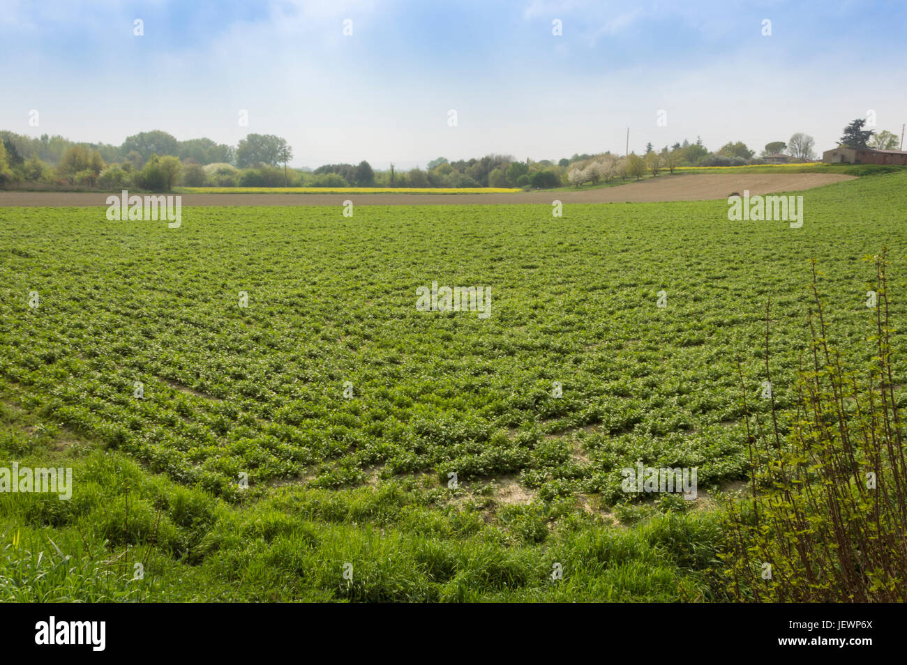 Texture of a cultivated field after passage of tractors and sowing ...