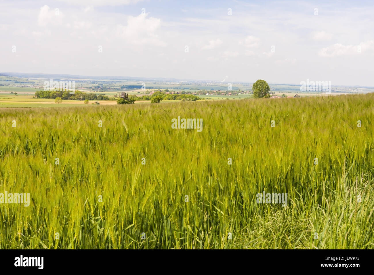 Elm grass hi-res stock photography and images - Alamy