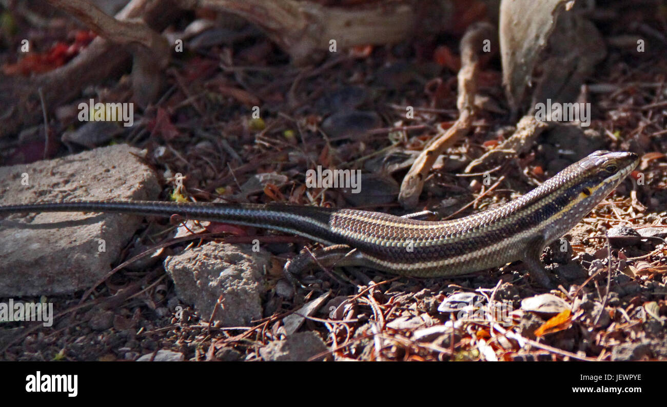 Smooth with scales hi-res stock photography and images - Alamy