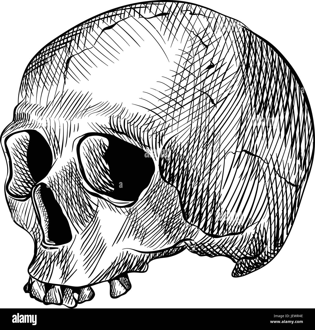Engraved human skull illustration hi-res stock photography and images ...