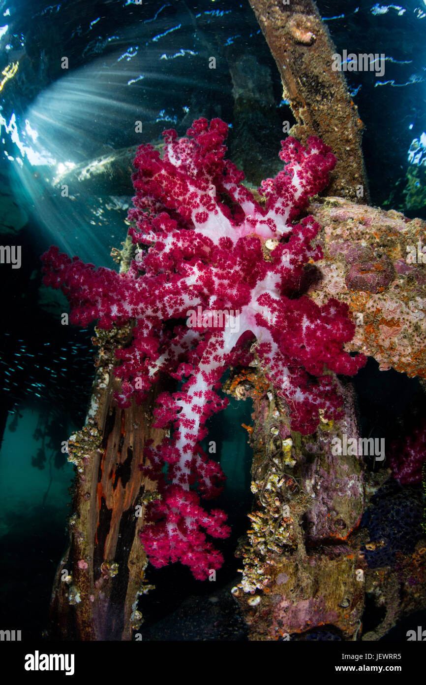 A vivid soft coral colony grows on a piling beneath a pier in Raja ...