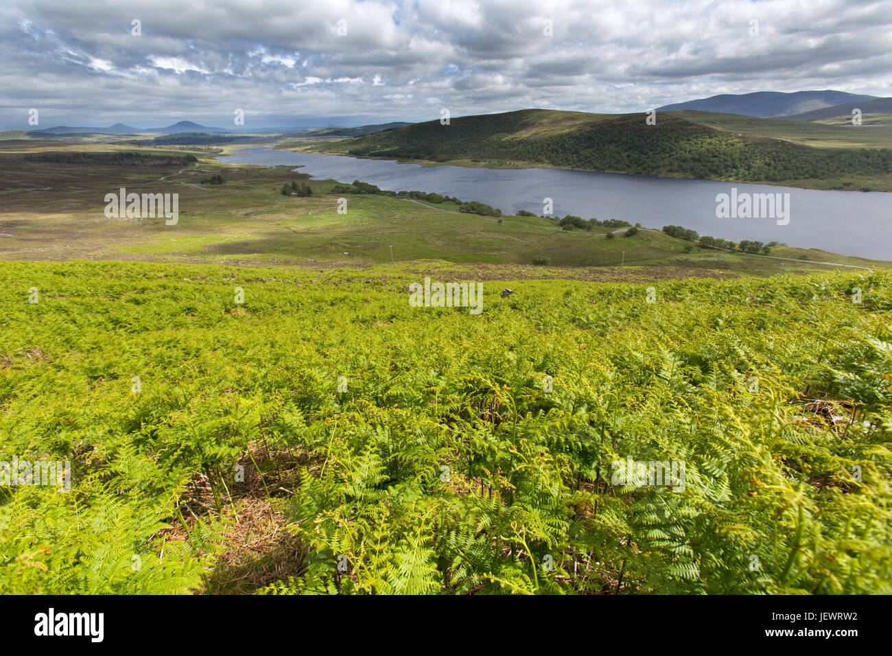 Scotland scottish highlands fern ferns green hi-res stock photography ...