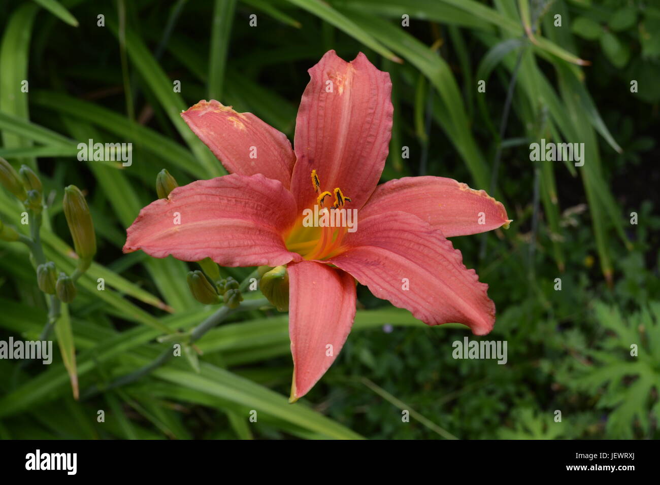 6 petal flower hi-res stock photography and images - Alamy