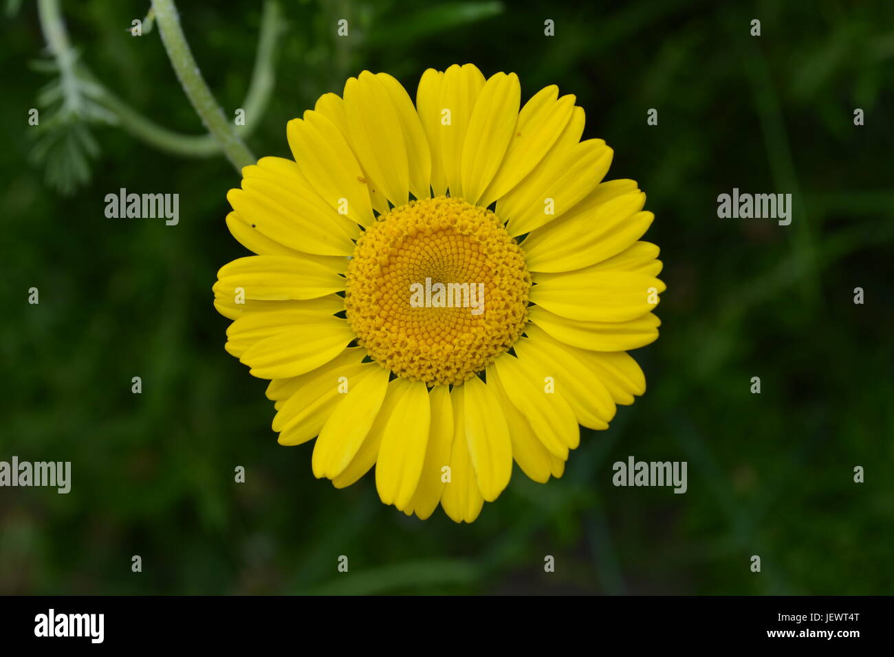 Symbol of innocence and purity hi-res stock photography and images - Alamy