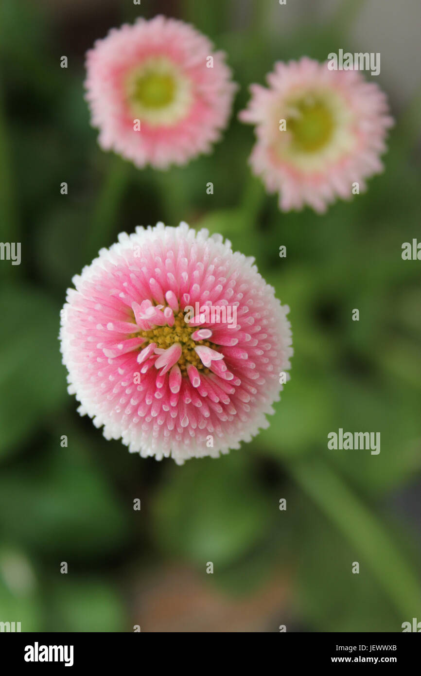 Bellis rosa hi-res stock photography and images - Alamy
