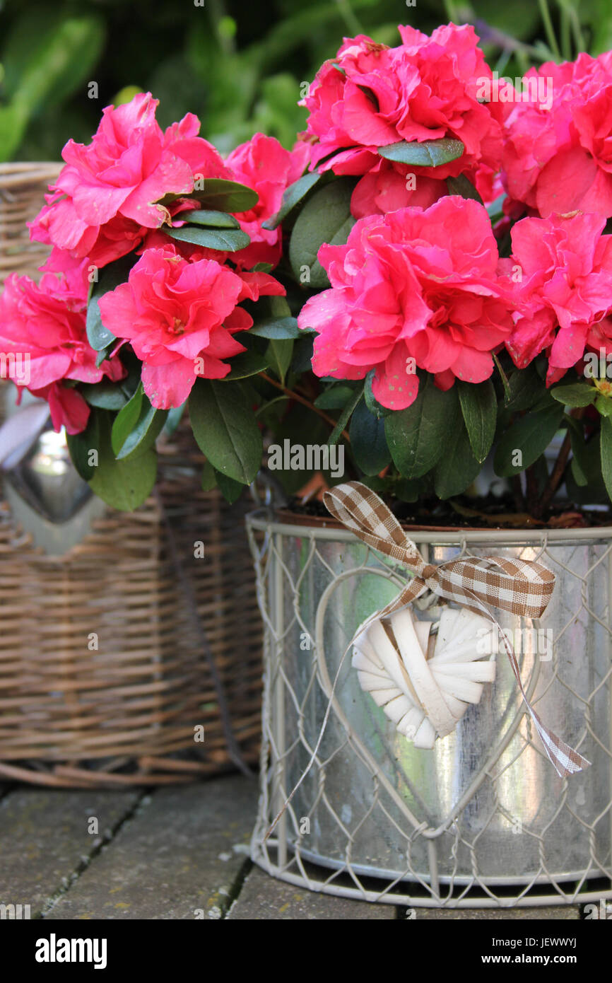 Azalee hi-res stock photography and images - Alamy