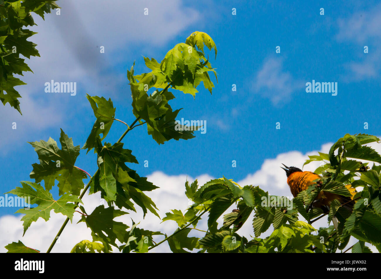 Baltimore Oriole in Tree Stock Photo - Alamy