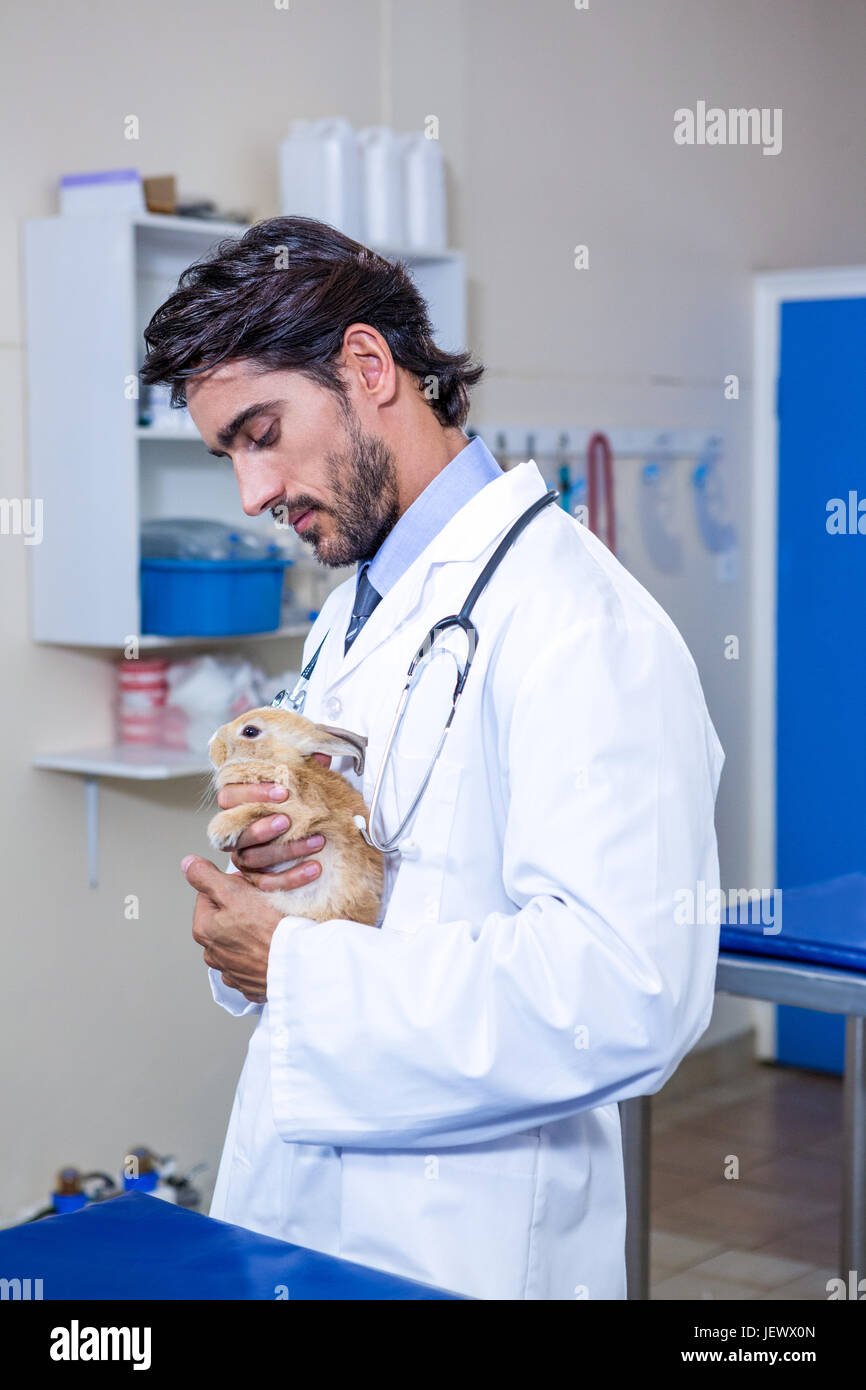 A vet holding and looking at a rabbit Stock Photo - Alamy