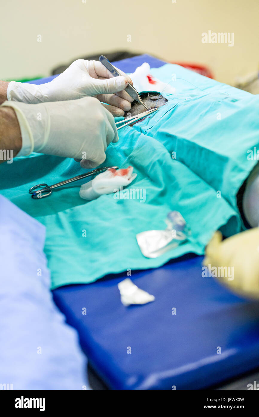 Close up of man vet operating on animal Stock Photo - Alamy