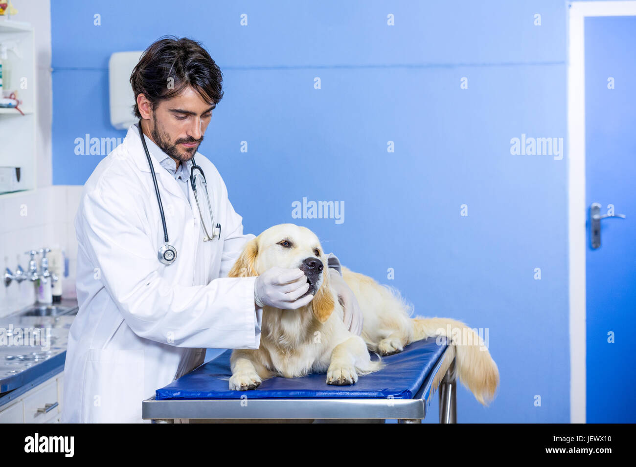A man vet examining a dog Stock Photo - Alamy