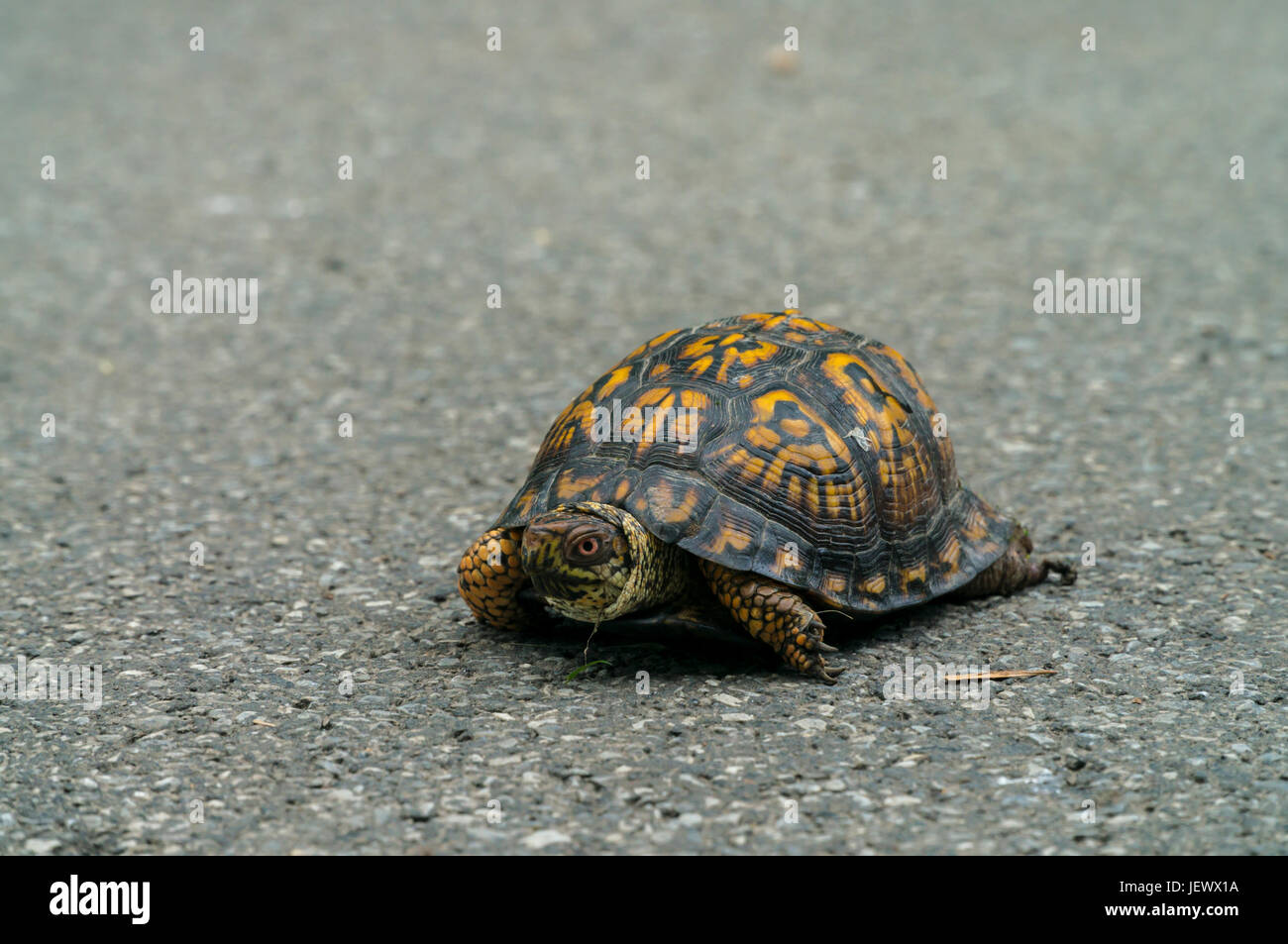 Box Turtle on Path Stock Photo - Alamy