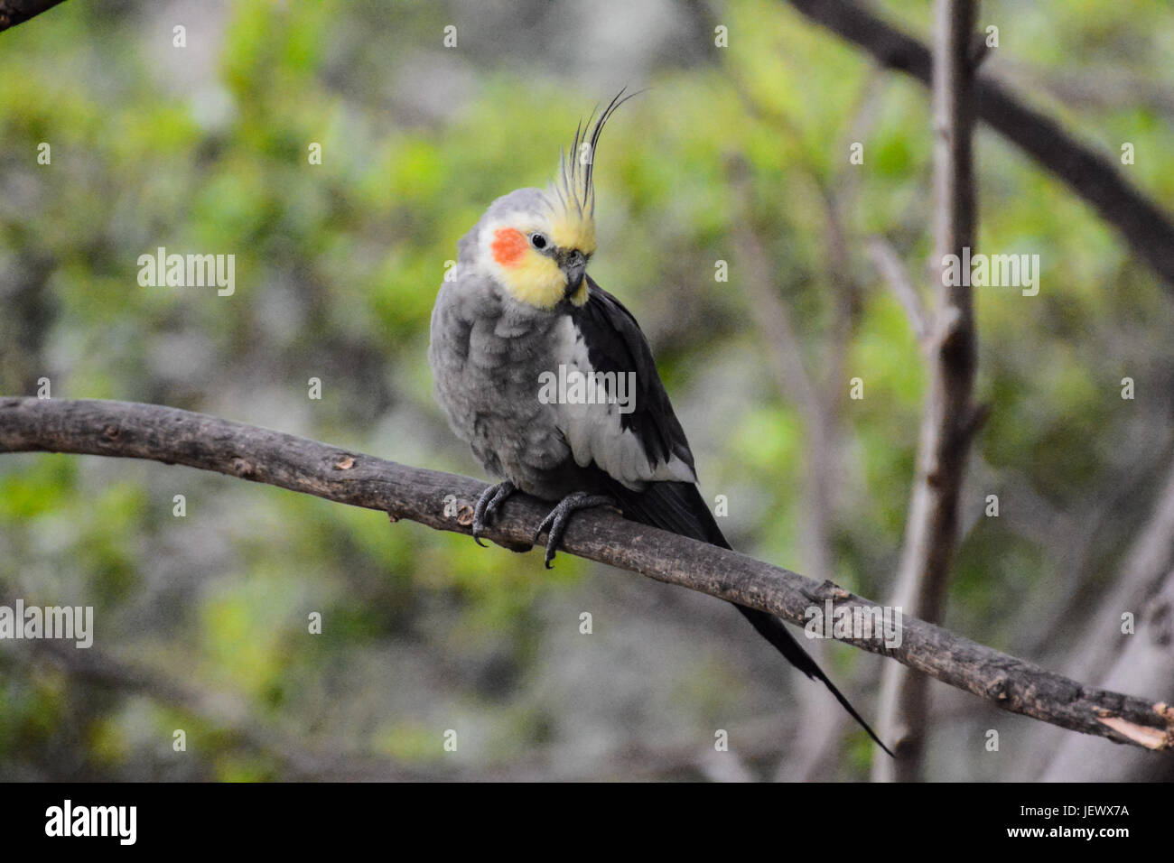 Colored Tropical Parrot Stock Photo - Alamy