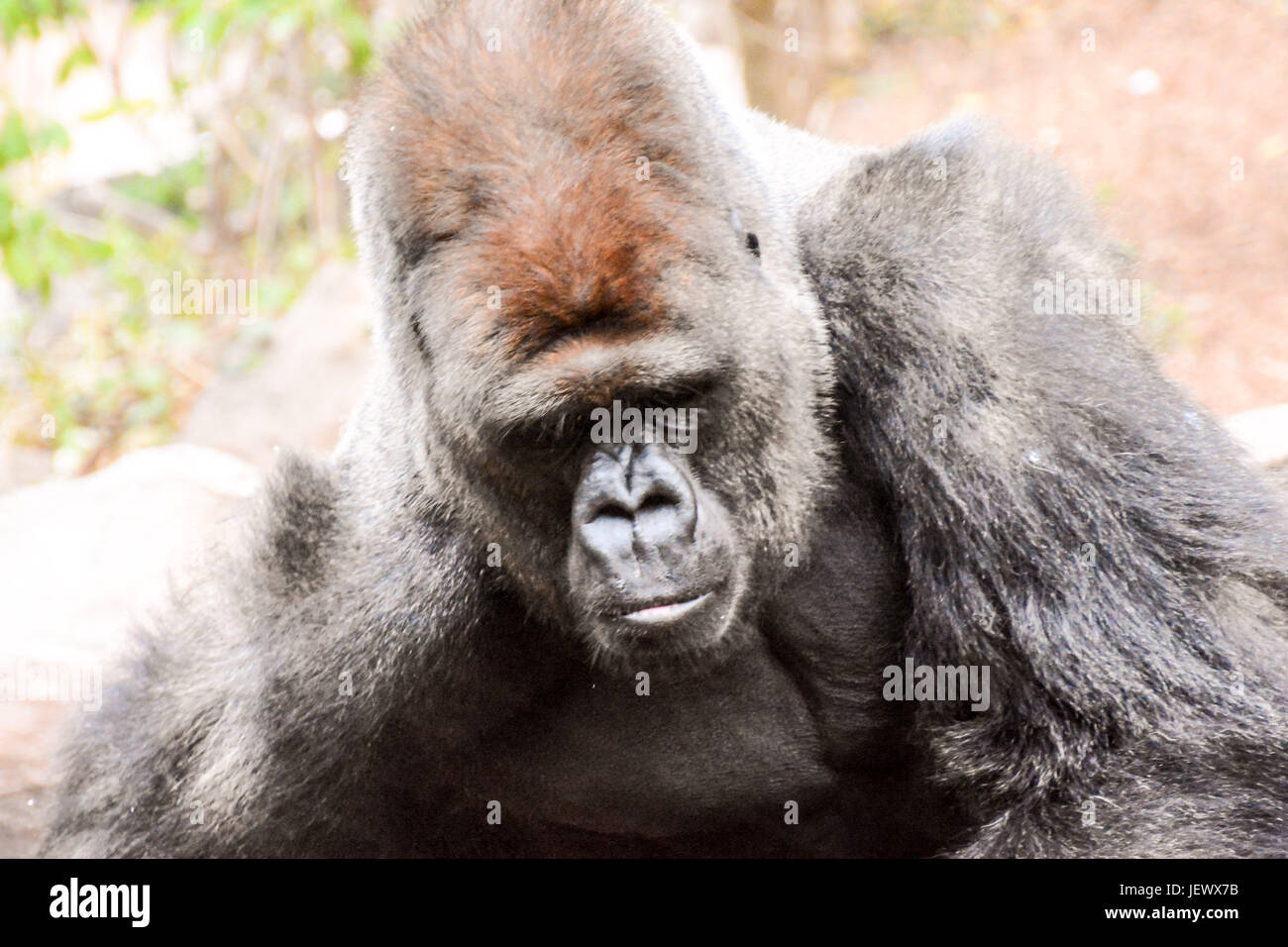 Strong gorilla hi-res stock photography and images - Alamy