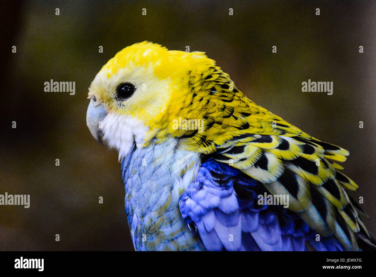 Colored parrot hi-res stock photography and images - Alamy