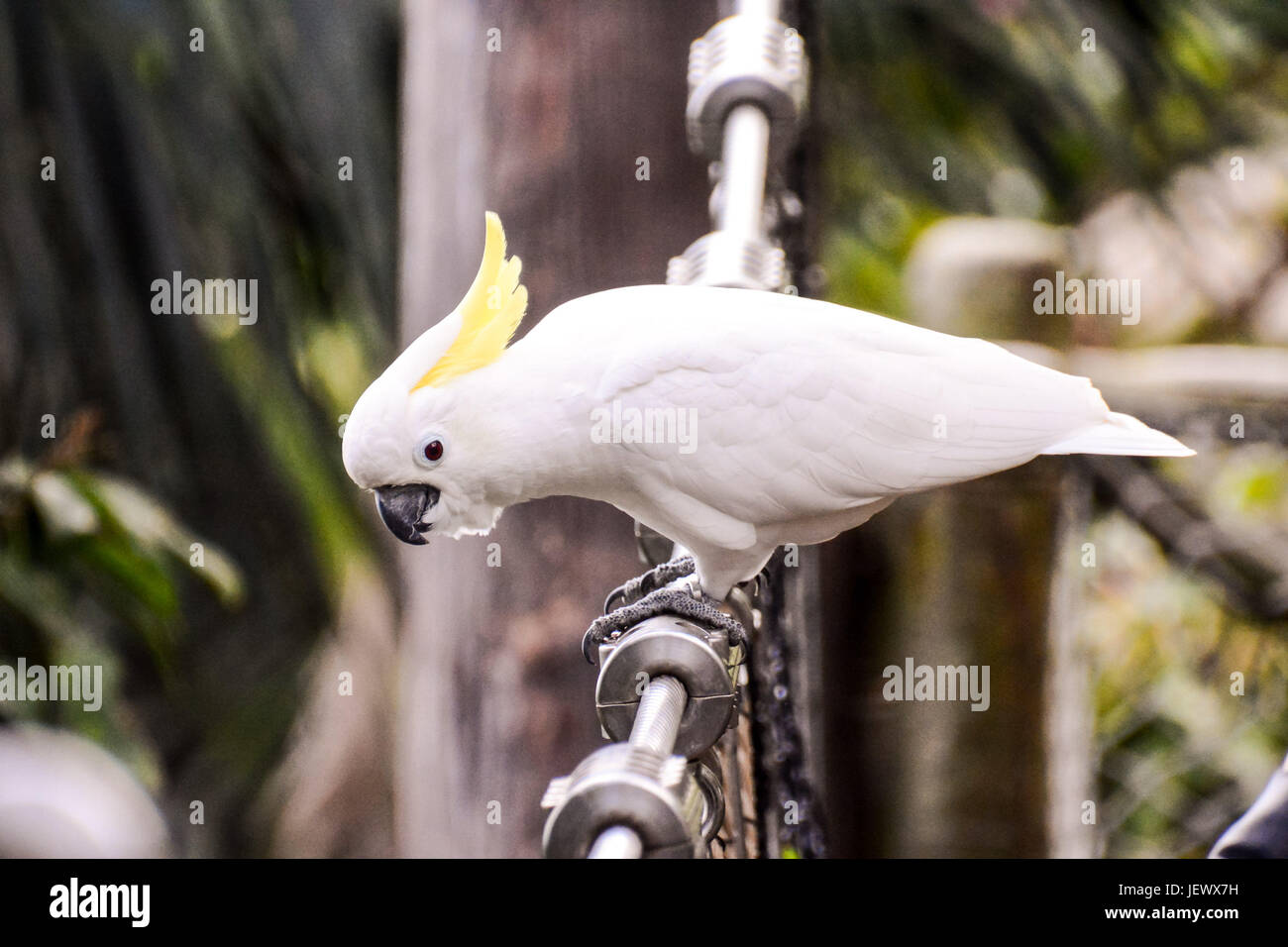 Parrot tropical hi-res stock photography and images - Alamy
