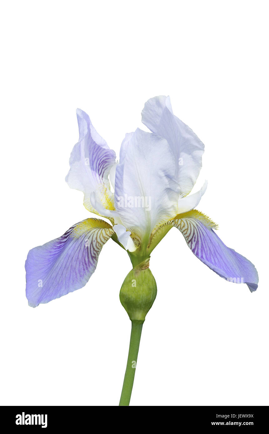 Vertical closeup yellow flowers Cut Out Stock Images & Pictures - Alamy