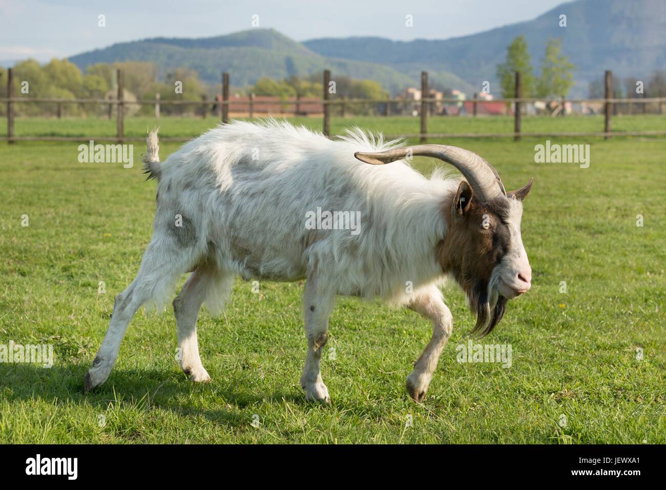 goat with one horn on pasture Stock Photo - Alamy
