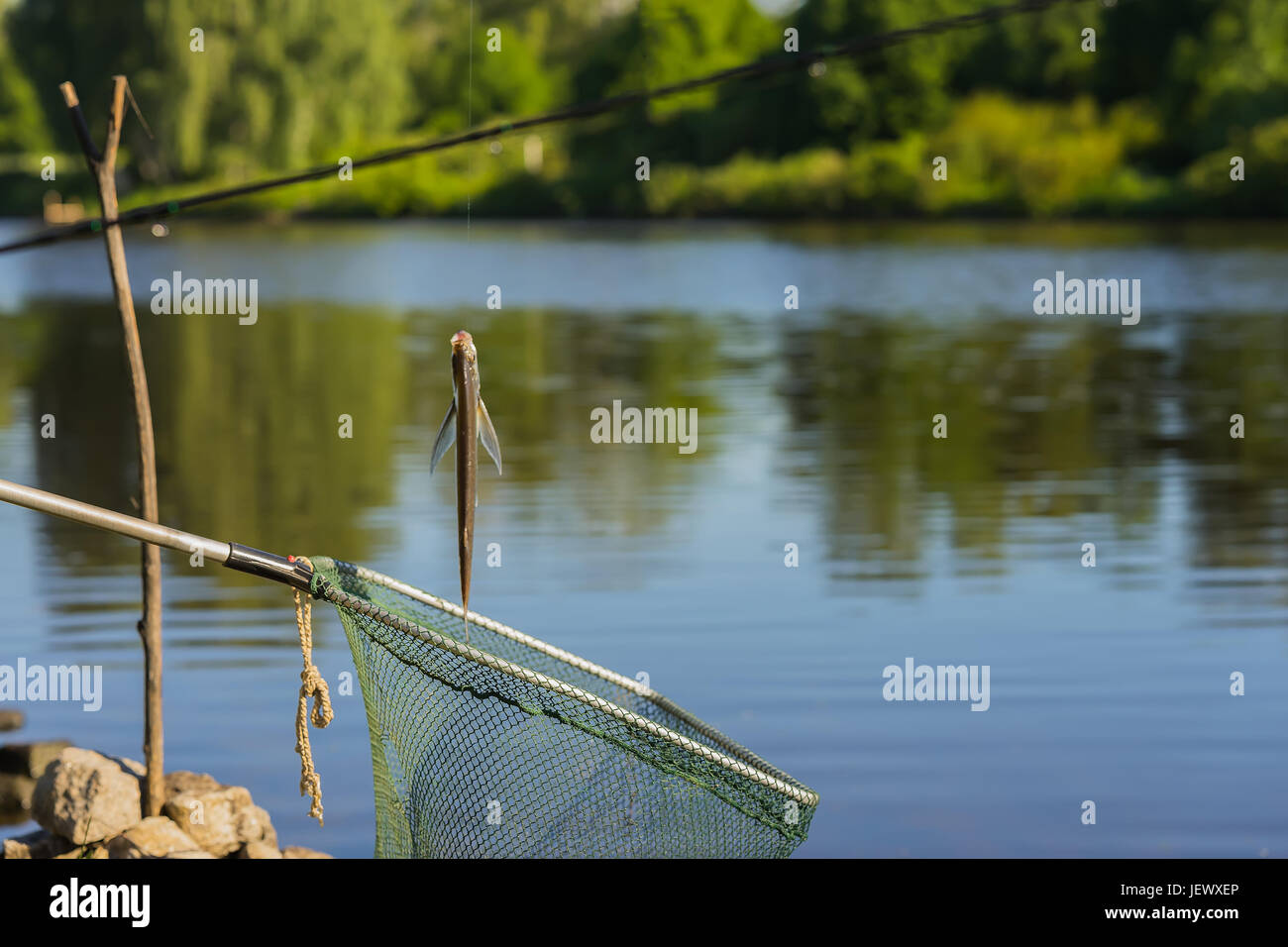 Just caught fish sabrefish hanging on a hook on fishing with Fishing ...