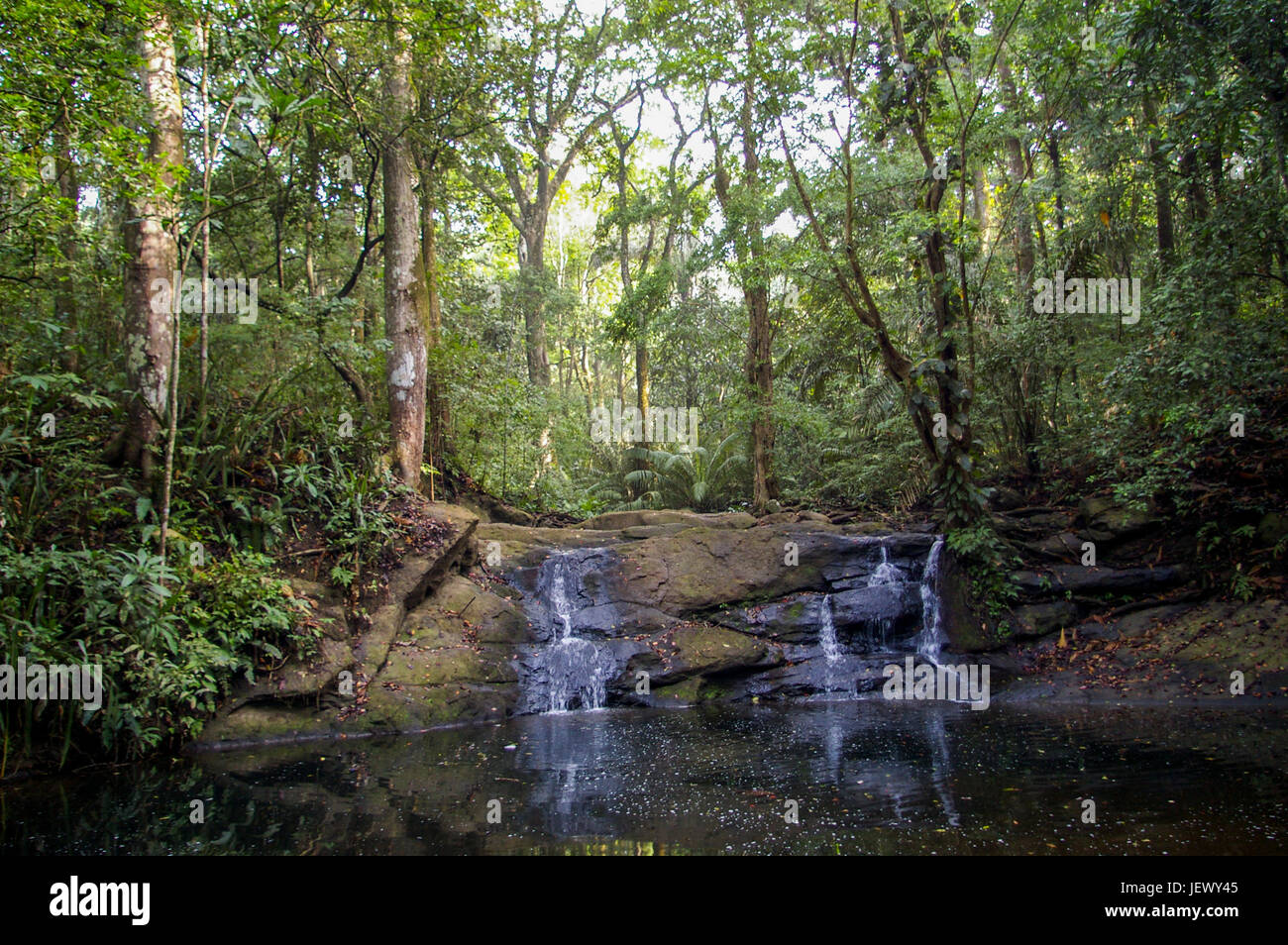 Dense canopy cascade hi-res stock photography and images - Alamy