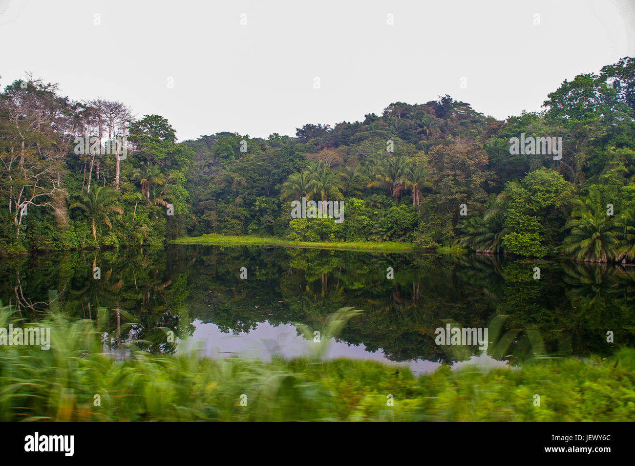 Rain Forest Scene with Lake Stock Photo - Alamy