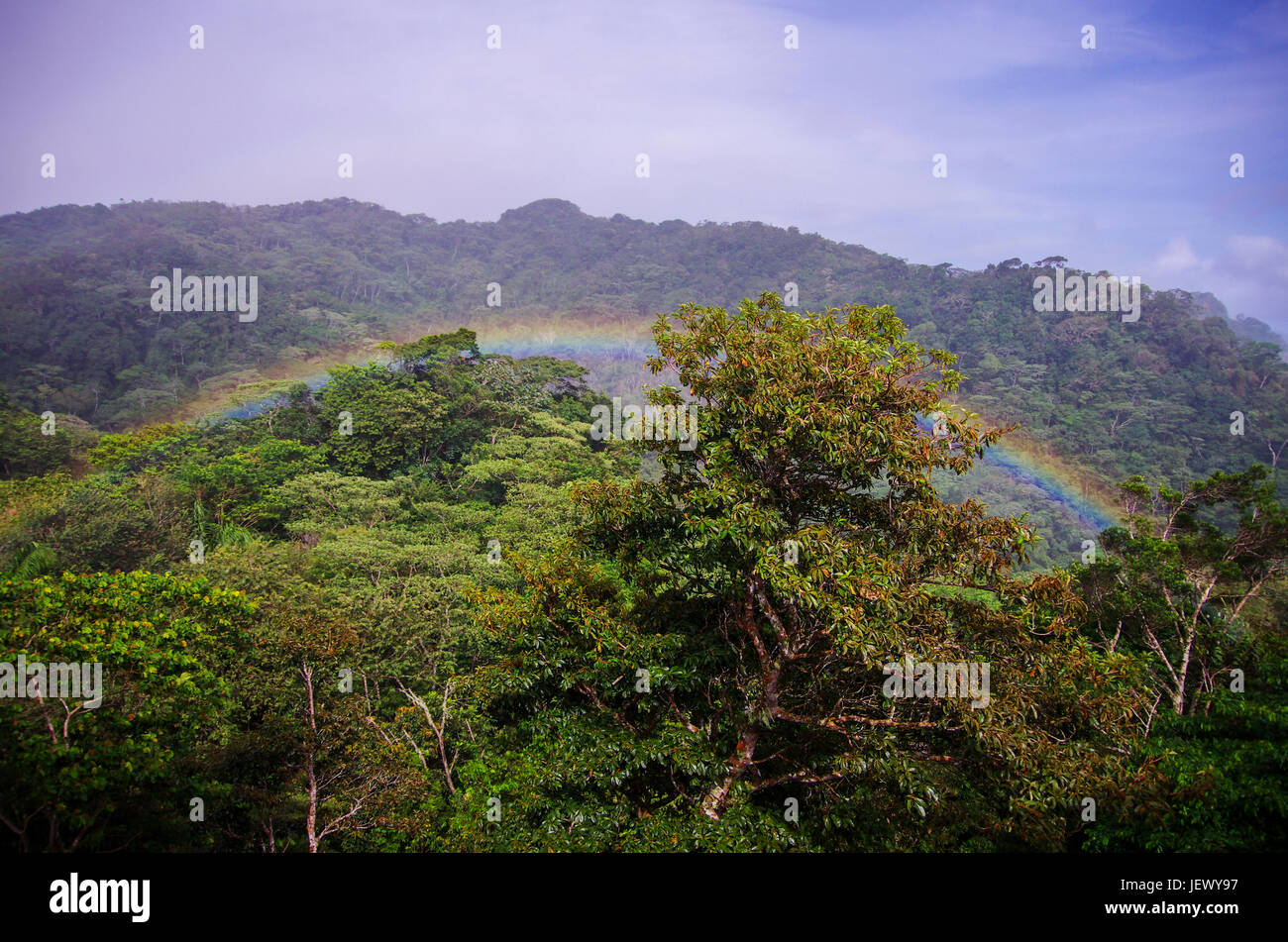 Rain Forest Scenery with rainbow Stock Photo - Alamy
