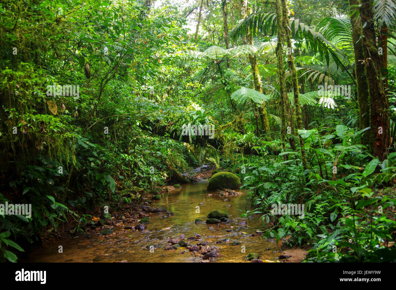 Rain Forest Scene Stock Photo - Alamy