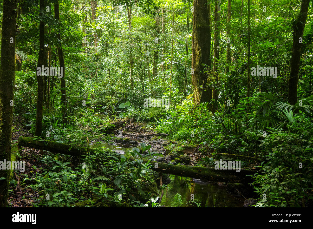 Tropical rainforest scene with rain hi-res stock photography and images ...