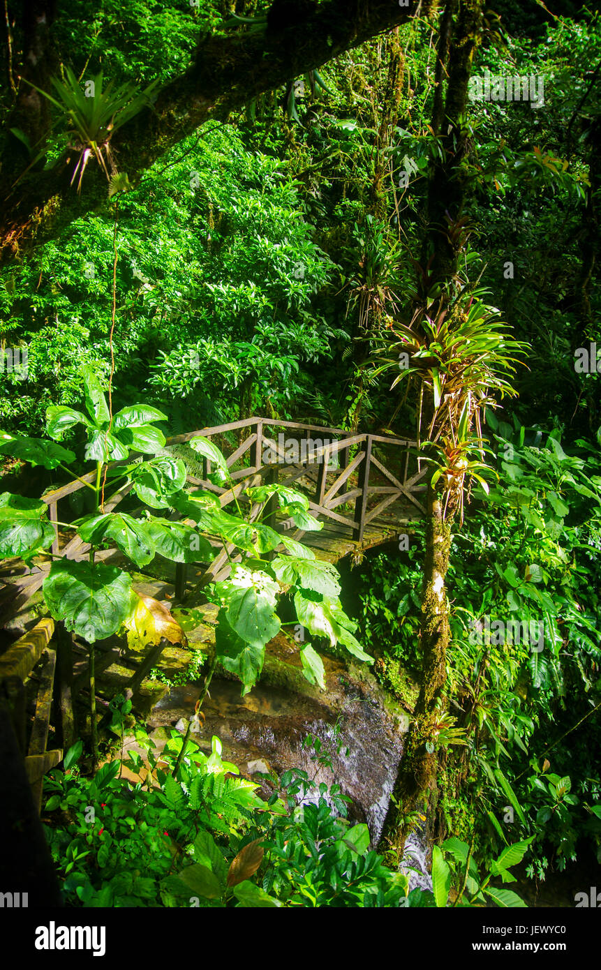 Tropical rainforest scene with rain hi-res stock photography and images ...