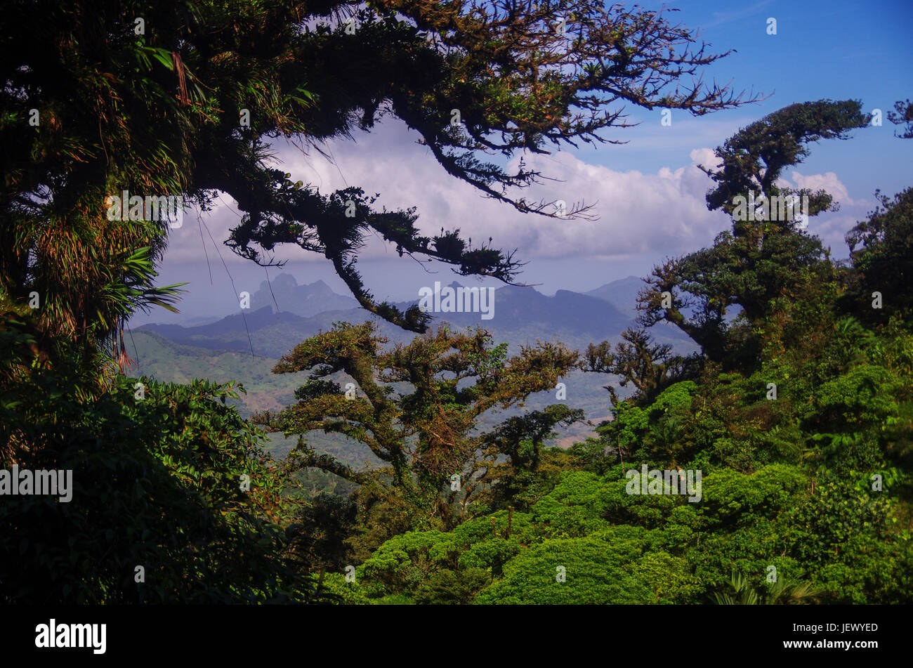 Tropical green mountain jungle forest hi-res stock photography and ...