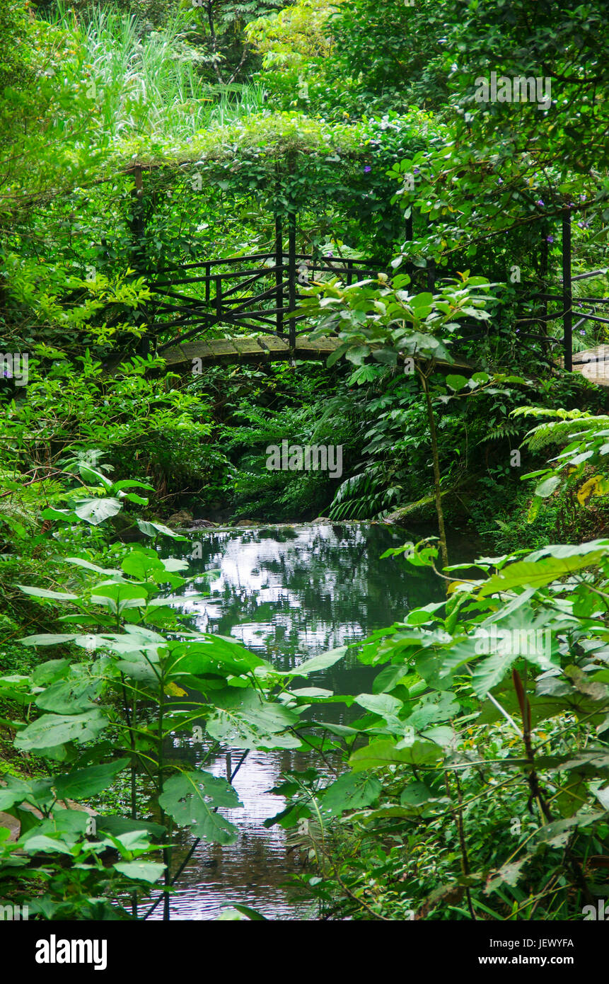 Rain rainforest bridge wood hi-res stock photography and images - Alamy