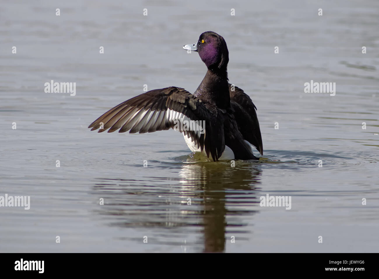 Tufted duck plumage hi-res stock photography and images - Alamy