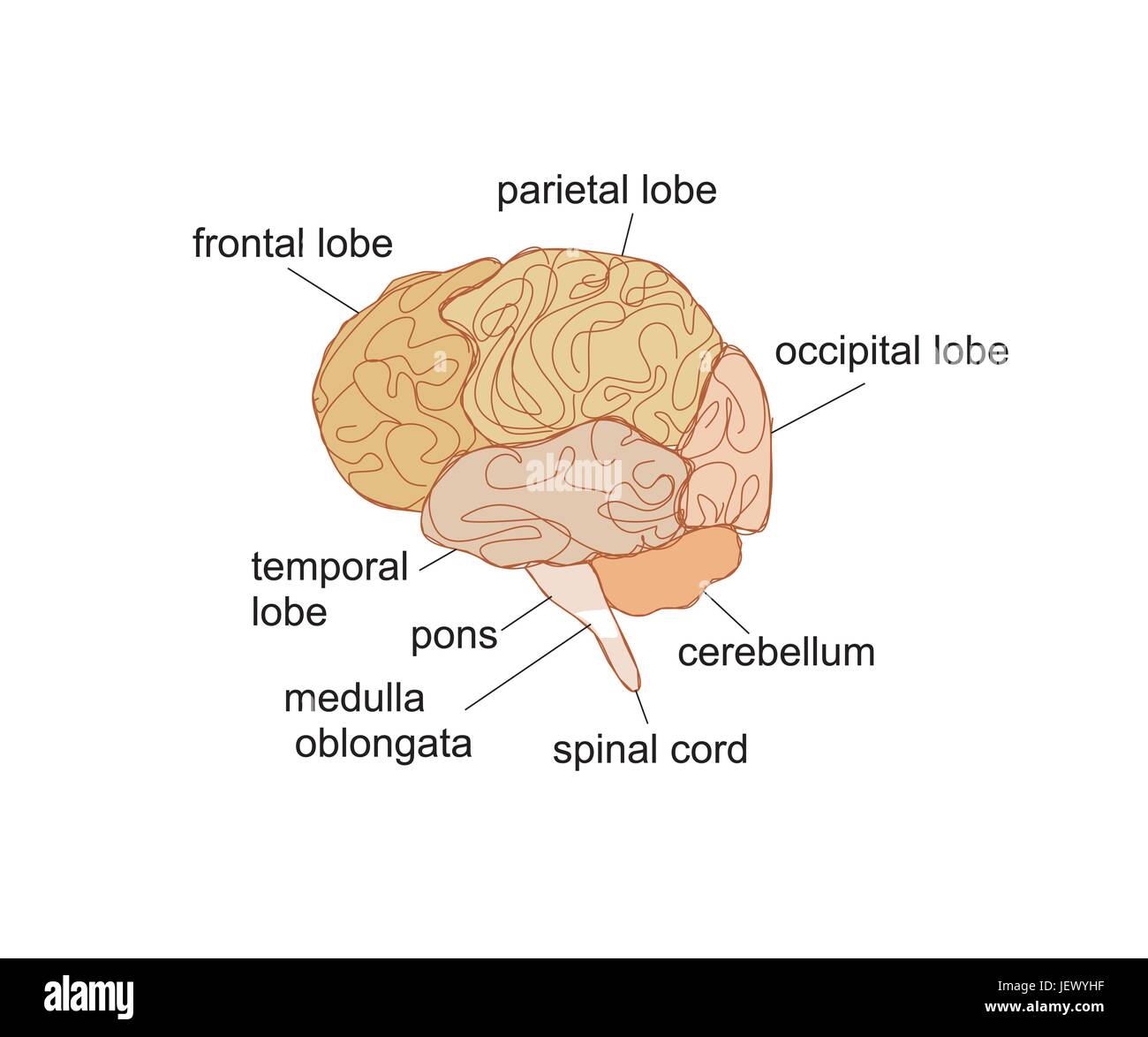 Brain sections vector illustration parts neurology system hi-res stock ...