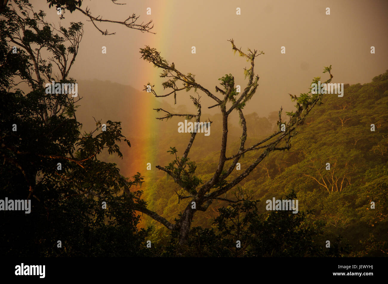 Rain Forest Scene with rainbow Stock Photo - Alamy