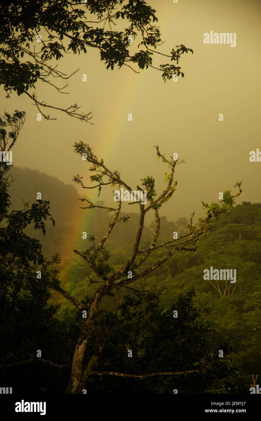 Rain Forest Scene with rainbow Stock Photo - Alamy