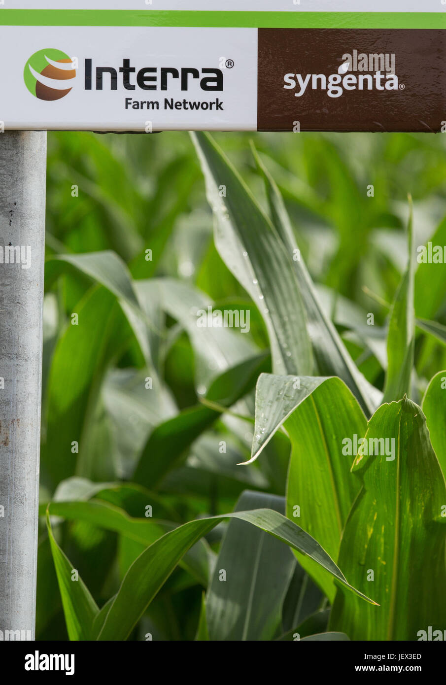 Syngenta basel hi-res stock photography and images - Alamy