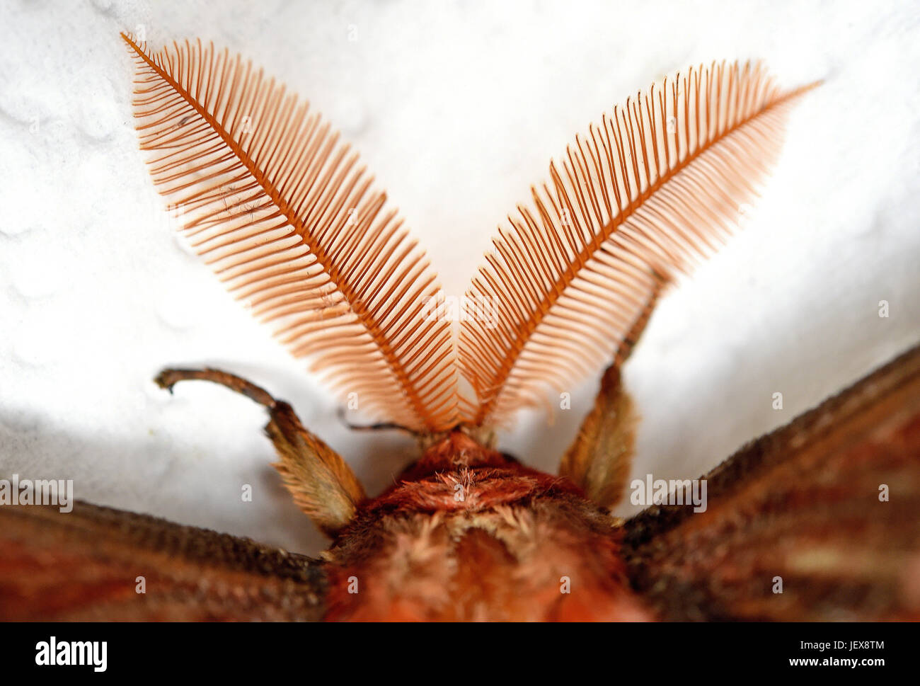 Asian moths hi-res stock photography and images - Alamy