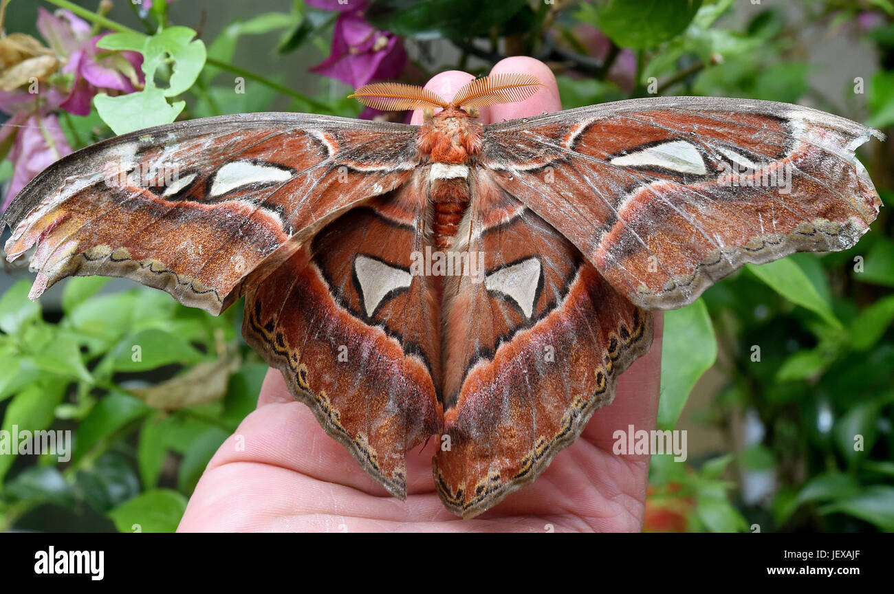 Asian moths hi-res stock photography and images - Alamy