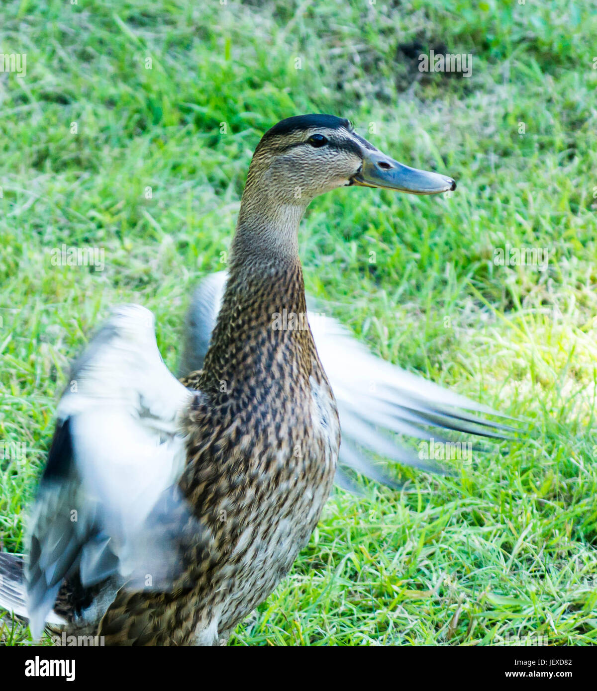 bird flapping its wings Stock Photo - Alamy