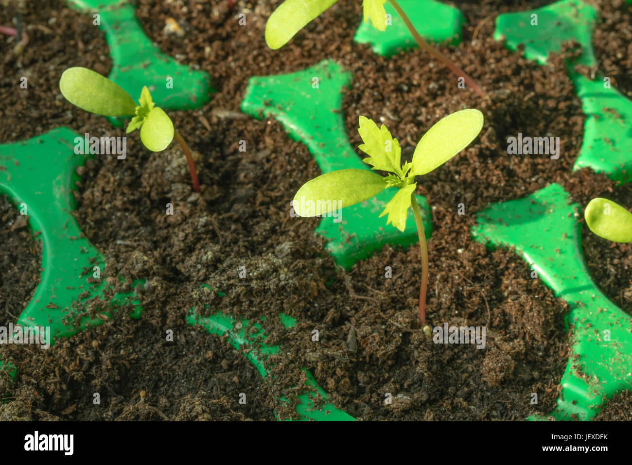 Seedbed hi-res stock photography and images - Alamy