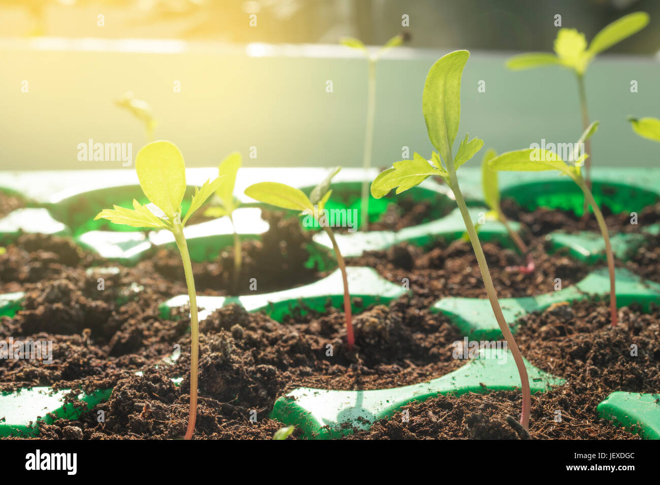 Seedbed hi-res stock photography and images - Alamy