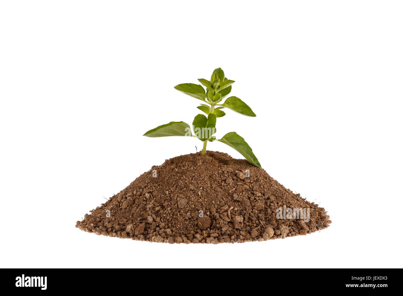 Green plant sprout growing from soil. Isolated on white Stock Photo - Alamy